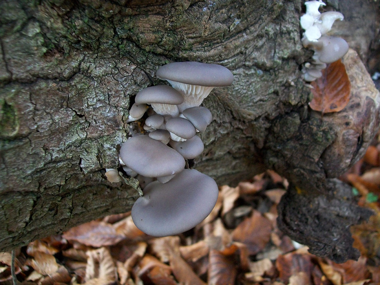 Blue Oyster mushroom mycelium liquid culture | Spores Source Canada